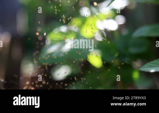 Spiders Stock Videos & Footage - HD and 4K Video Clips - Alamy