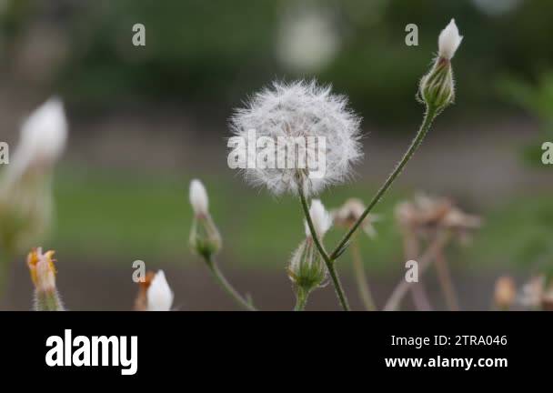 dandelion (Taraxacum officinale), aka puffball, lion's head and monk's ...