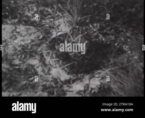 Snakes grass Stock Videos & Footage - HD and 4K Video Clips - Alamy