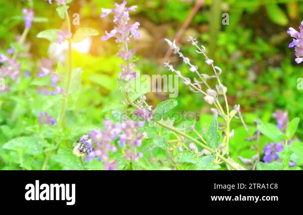 Nepeta faassenii, flowering plant also known as catmint and Faassens ...