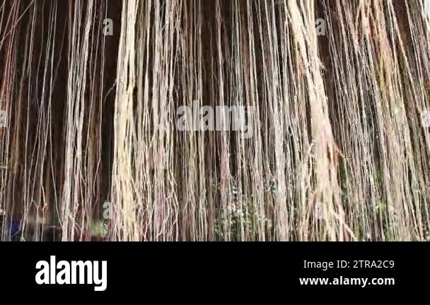 Banyan tree leaf Stock Videos & Footage - HD and 4K Video Clips - Alamy