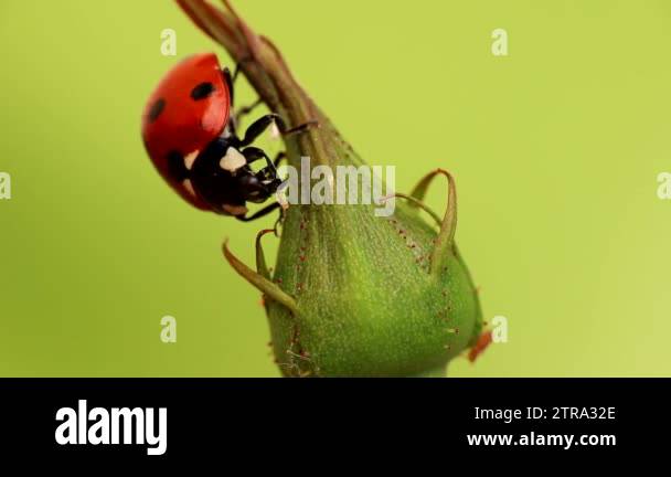 Ladybird infestation Stock Videos & Footage - HD and 4K Video Clips - Alamy