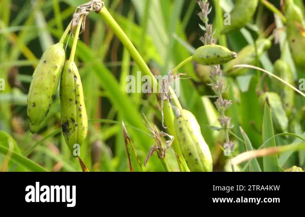 Fruit of Iris pseudacorus (yellow flag, yellow iris, water flag, lever ...