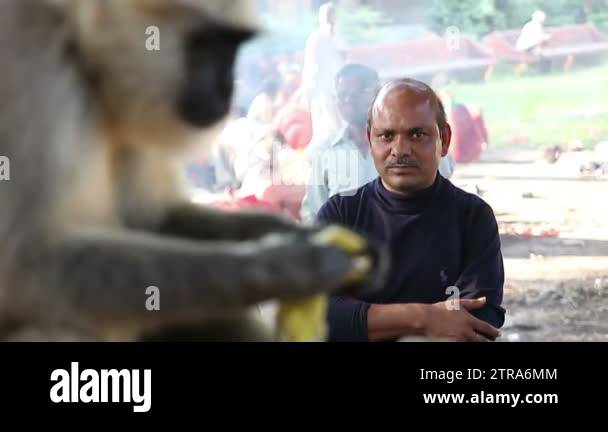 Monkey india candid Stock Videos & Footage - HD and 4K Video Clips - Alamy