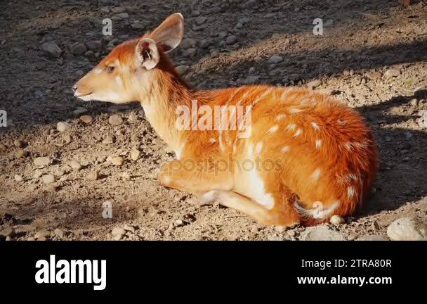 Antelope lying down Stock Videos & Footage - HD and 4K Video Clips - Alamy