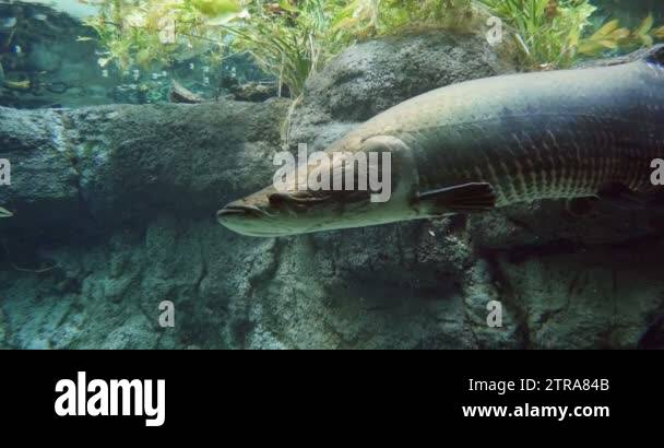 Arapaima, pirarucu, or paiche underwater - large species of bonytongue ...
