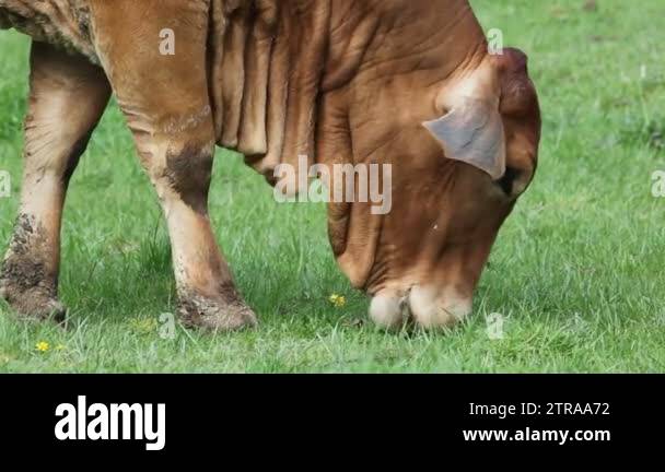 Brahman cow cattle Stock Videos & Footage - HD and 4K Video Clips - Alamy