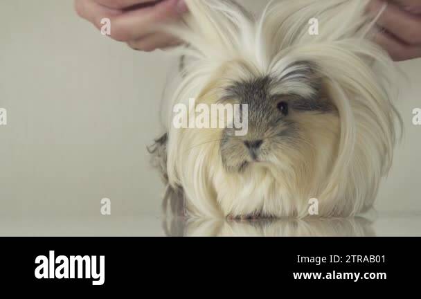 Coronet cavy guinea pig Stock Videos & Footage - HD and 4K Video Clips ...