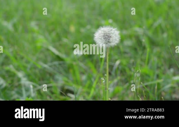 White grass on green background Stock Videos & Footage - HD and 4K ...