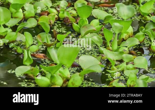 Invasive water plant Stock Videos & Footage - HD and 4K Video Clips - Alamy