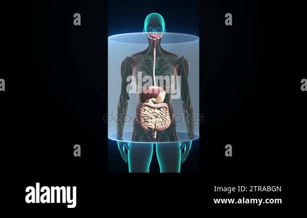 Zooming female Human body scanning internal organs, Digestion system ...