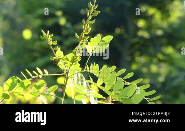 Species of legume Stock Videos & Footage - HD and 4K Video Clips - Alamy