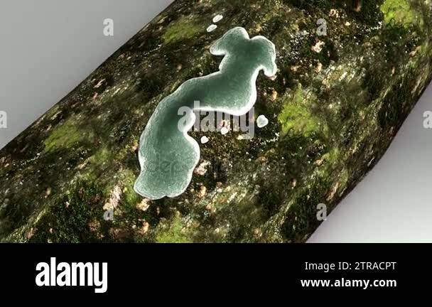 Trichoderma Stock Videos & Footage - HD and 4K Video Clips - Alamy