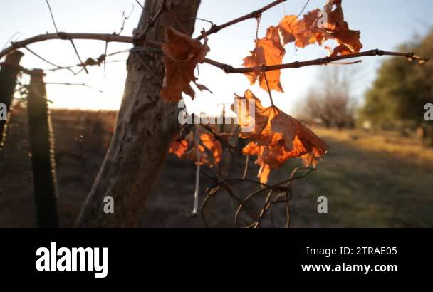 Vineyard in autumn sunset, sun blacklight and flares. Detail of ...