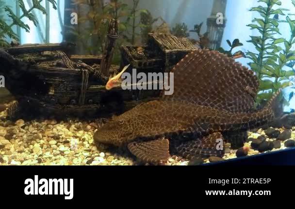 Catfish Ancistrus dolichopterus reach enormous size, this fish has ...