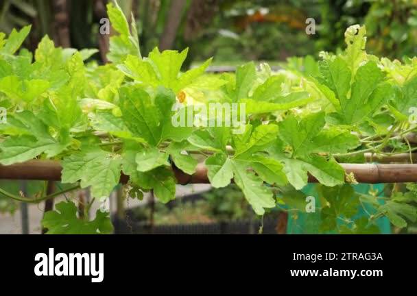 Jade bamboo Stock Videos & Footage - HD and 4K Video Clips - Alamy
