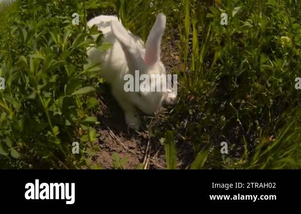 Cottontail rabbit jump Stock Videos & Footage - HD and 4K Video Clips ...