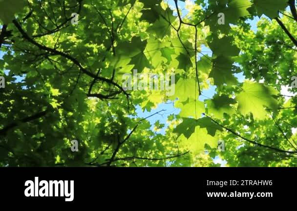 Tree branch backdrop Stock Videos & Footage - HD and 4K Video Clips - Alamy