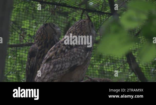 Long-Eared Owls in Aviary in Zoo Among Forest Captive Birds Predators ...