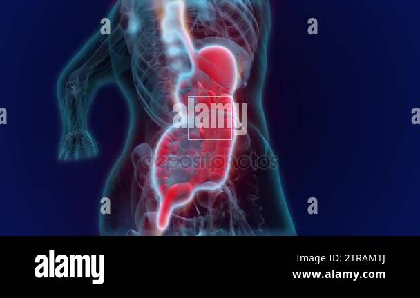 Duodenum anatomy Stock Videos & Footage - HD and 4K Video Clips - Alamy