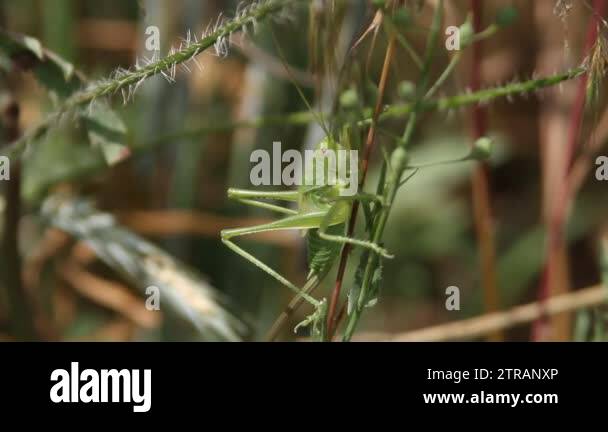 Crops field pest Stock Videos & Footage - HD and 4K Video Clips - Alamy