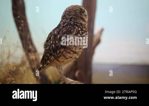 Portrait burrowing owl in Stock Videos & Footage - HD and 4K Video ...