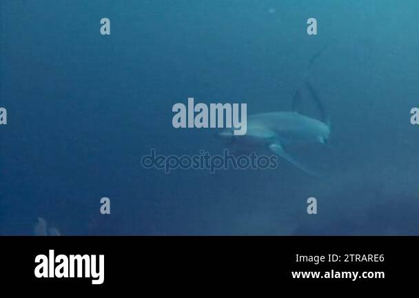 Fascinating underwater dive with thresher sharks at a depth of 40 ...