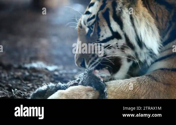 Bengal tiger eating prey panthera Stock Videos & Footage - HD and 4K ...