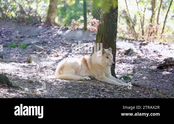 Beautiful arctic wolf Stock Videos & Footage - HD and 4K Video Clips ...