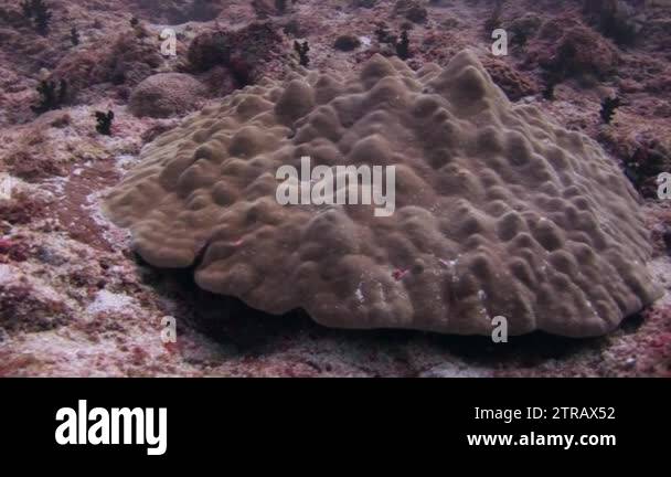 Brain coral pattern design Stock Videos & Footage - HD and 4K Video ...