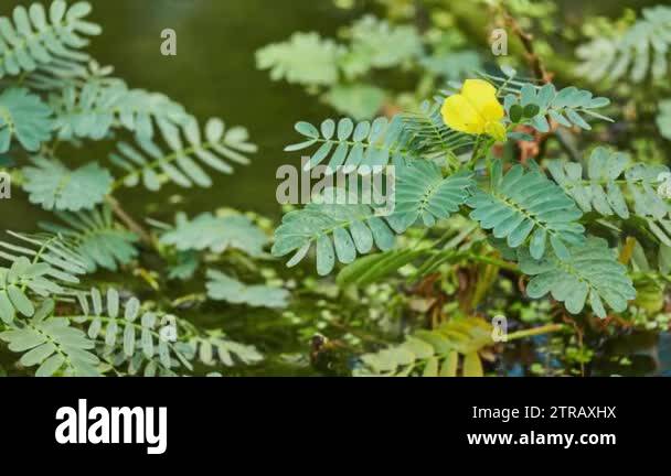 Fabaceae plant family Stock Videos & Footage - HD and 4K Video Clips ...