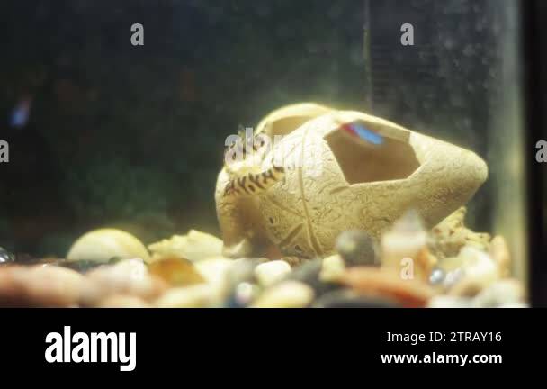 Many beautiful colourful fish with long voile tails and fine in home ...