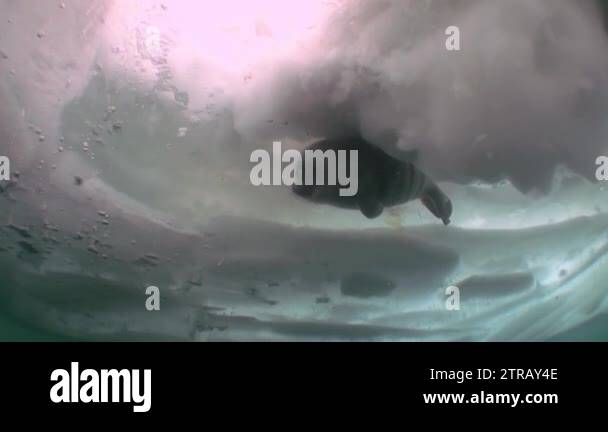 Baikal lake seal Stock Videos & Footage - HD and 4K Video Clips - Alamy