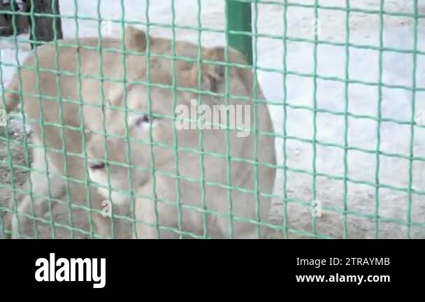 Sad lion Stock Videos & Footage - HD and 4K Video Clips - Alamy