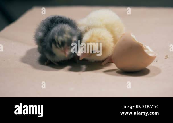 Poultry farm chicks hatching egg Stock Videos & Footage - HD and 4K ...