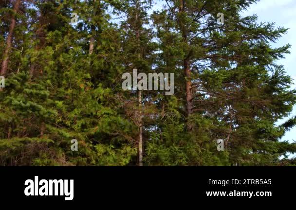 New forest scenes Stock Videos & Footage - HD and 4K Video Clips - Alamy
