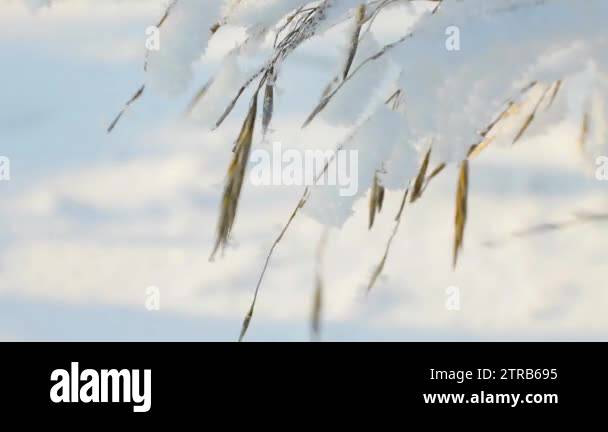 Snow sparkles Stock Videos & Footage - HD and 4K Video Clips - Alamy