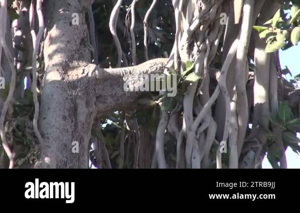 Rajasthan tree india Stock Videos & Footage - HD and 4K Video Clips - Alamy