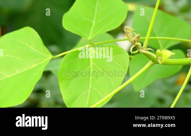 Erythrina variegata (tiger's claw, Indian coral tree and sunshine tree ...