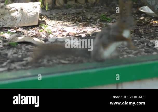 Crazy furry Stock Videos & Footage - HD and 4K Video Clips - Alamy