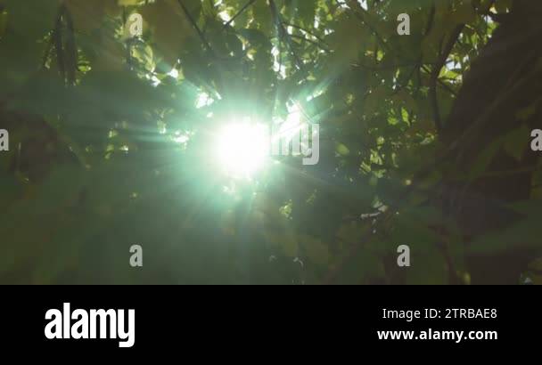 Nature blur green bokeh light through leaves canopy up look. Background Blurry with Sunflares ...