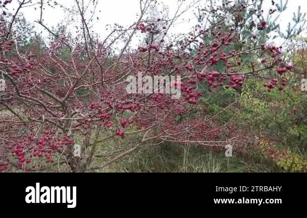 Red medlar Stock Videos & Footage - HD and 4K Video Clips - Alamy