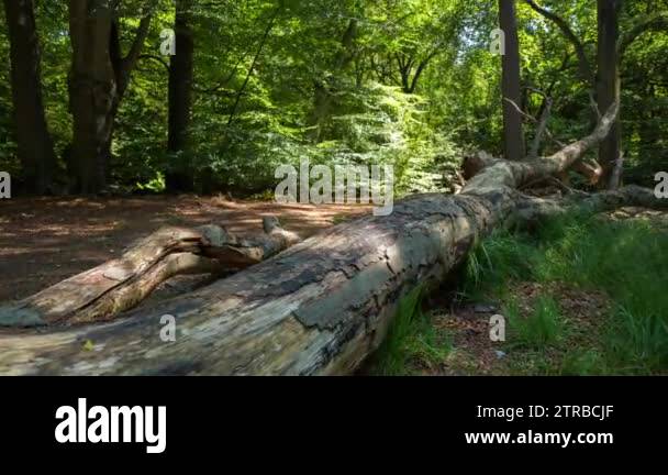 Wildlife in epping forest Stock Videos & Footage - HD and 4K Video ...