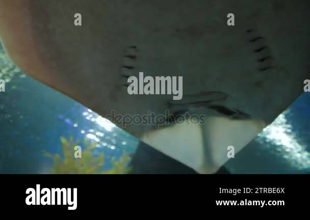Tank bottom view Stock Videos & Footage - HD and 4K Video Clips - Alamy