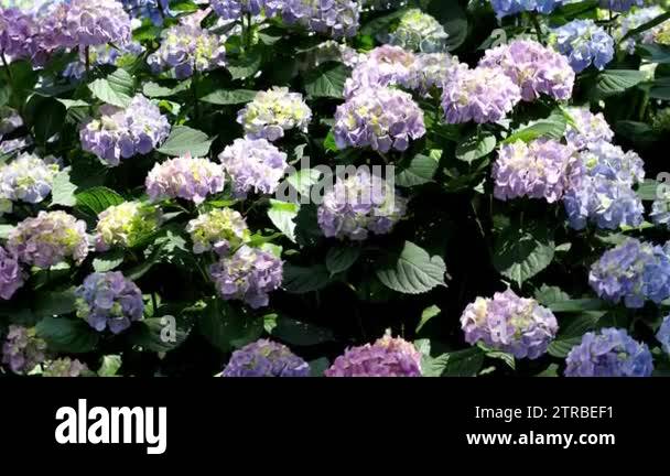 Hydrangea flowers in park Stock Videos & Footage - HD and 4K Video ...