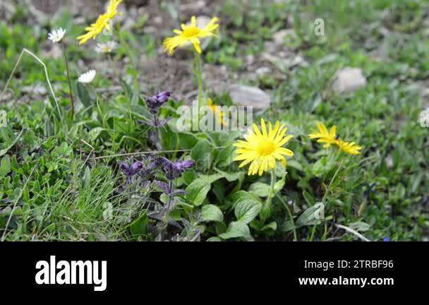 Alpine arnica Stock Videos & Footage - HD and 4K Video Clips - Alamy