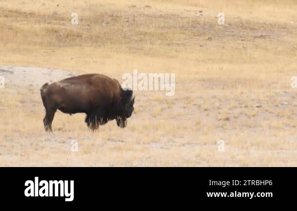Bison wild bison Stock Videos & Footage - HD and 4K Video Clips - Alamy