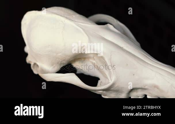 Fox skull without the lower jaw on the laptop keyboard. Concept of the ...