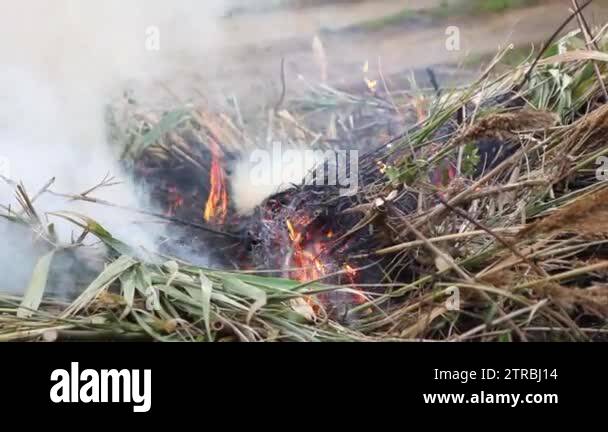 Burning plants Stock Videos & Footage - HD and 4K Video Clips - Alamy