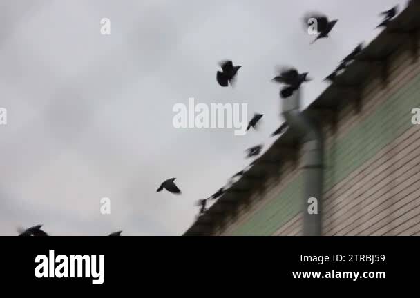 Raven birds Stock Videos & Footage - HD and 4K Video Clips - Alamy